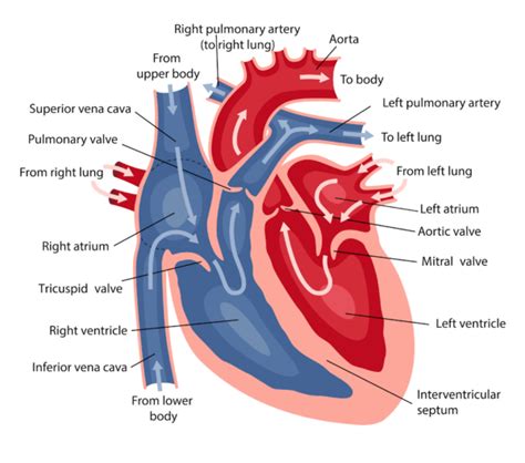 Basic Anatomy Of The Heart How It Works Romtherapy