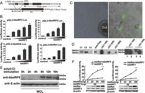 Target Genes Of Bbtirfs And The Dynamic Regulation Between Amphioxus