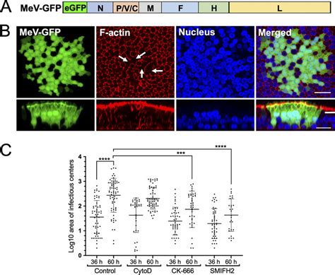 Structure Of F Actin Within Infectious Centers A Schematic Of The