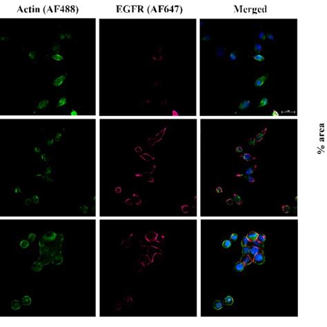 Confocal Immunofluorescence Microscopy Images Revealing The Protein Download Scientific Diagram