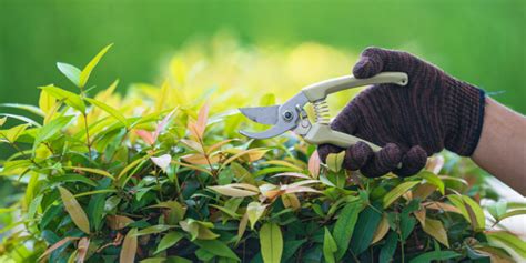 Tree Trimming And Pruning Sydney Tree King Tree Services