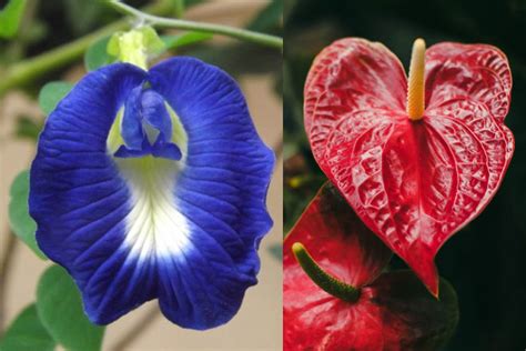 Chiang Mai Erotic Garden