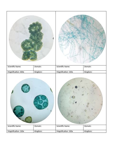 prokaryotes and eukaryotes pdf