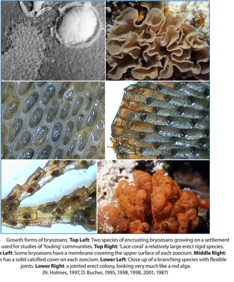 Phylum Bryozoa