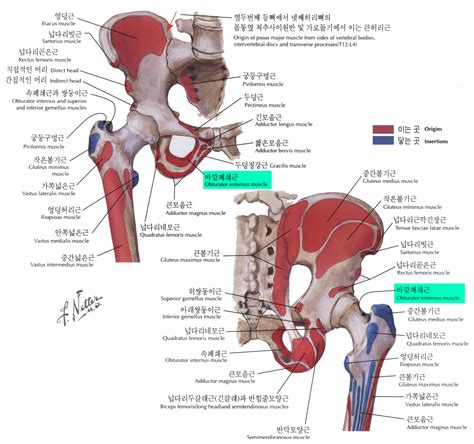 Obturator Externus Origin And Insertion