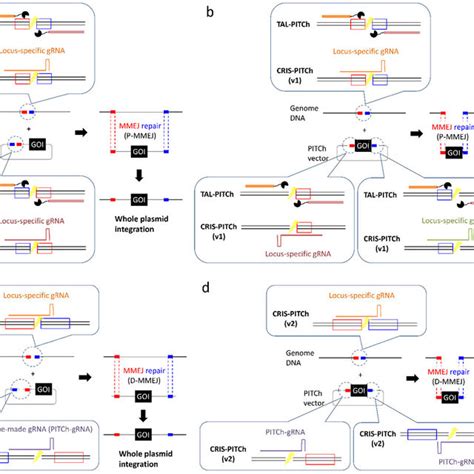 Schematic Representation Of Intron Mediated Recombination Download
