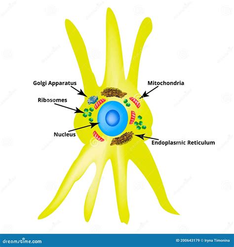 Fibroblast Structure Fibroblast Cell Stock Vector Illustration Of Factor Health 200643179