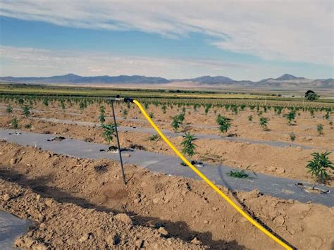 Gallery Utah Gopher Control