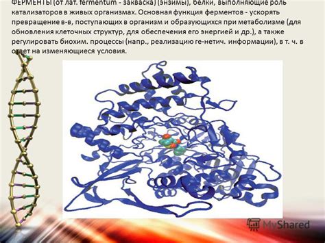 Презентация на тему: "Ферменты выполняют и множество других функций ...