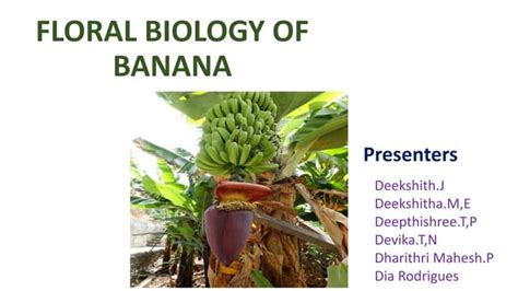 Banana Classification And Floral Biologypptx