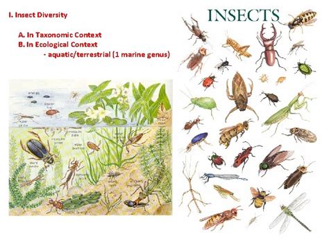 Bio 255 Insect Diversity I Insect Diversity A