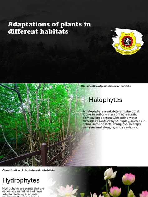 Adaptations Plants Pdf Plants Root