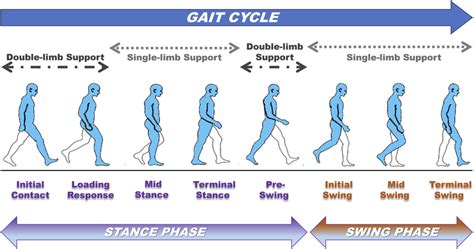 The Key Phases Stages And Events Of The Gait Cycle Download Scientific Diagram