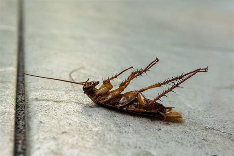Nyc S Most Cockroach Infested Homes Are In This Area