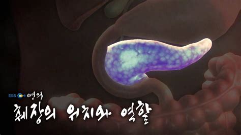 명의 의학백과📖 췌장의 위치와 역할 Youtube