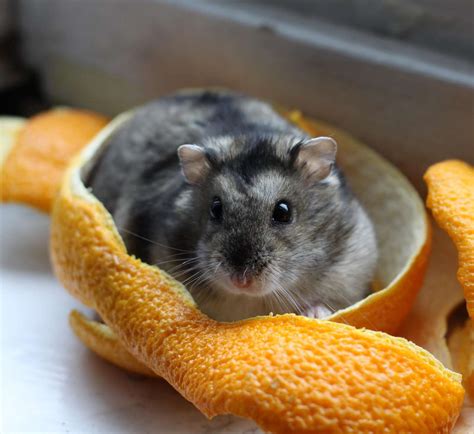 Cute Dwarf Hamster Sleeping