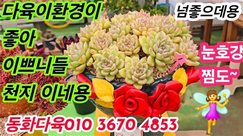 동화다육💗아르제엘샤철화더스티로즈미인경철화불꽃놀이홍매화메두샤철화핑크여왕철화줄리아나실크로드금레드탑🌸24614korean Succulents