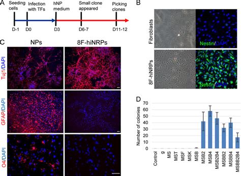 Direct Reprogramming Of Human Fibroblasts Into Hinrps A Time Line Of Download Scientific