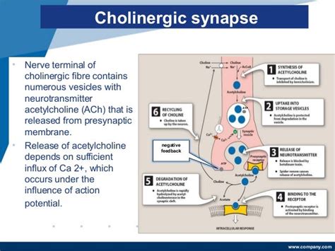 Cholinergic Agents