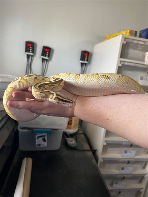 Id On Adult Female Ball Pythons Morphmarket Reptile Community