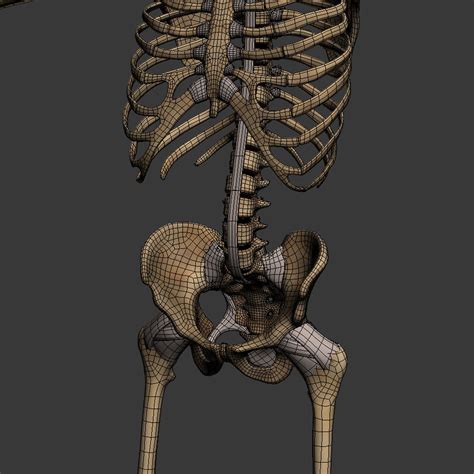 골격 및 결합 조직 3d 모델 39 Max Obj Dxf Blend Dae Fbx Lwo Xsi Lxo 3ds C4d Ma Free3d