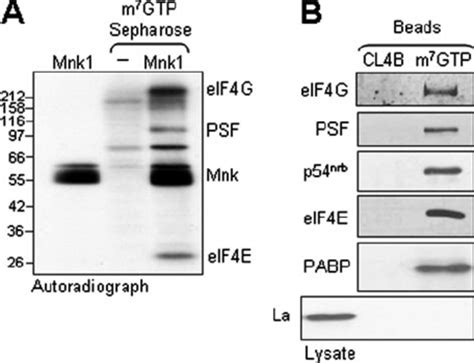Identification Of Psf As A Potential Mnk Substrate In Cap Resin Bound