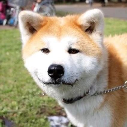 Radix Vue Unstyled Accessible Components For Building Highquality Design Systems And Web