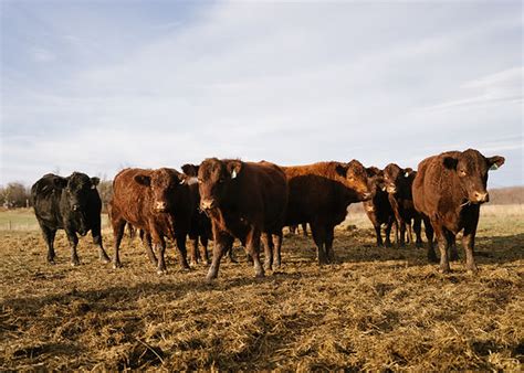 About Hamilton Cattle Co