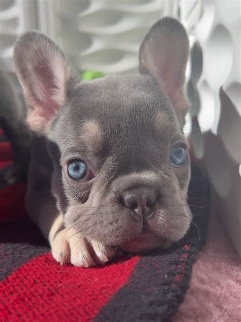 Ruby Lazy Acres Farm Frenchies