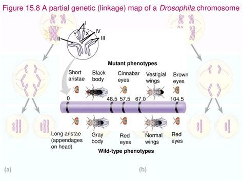 Chapter 15 The Chromosomal Basis Of Inheritance Ppt Download