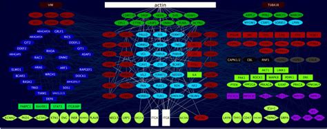 Adhesion Diversity And The Integrin Adhesome Network Benny Geigers