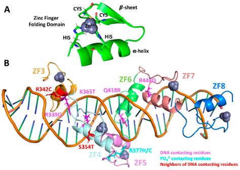 Effect Of Single Residue Mutations On Ctcf Binding To Dna Insights