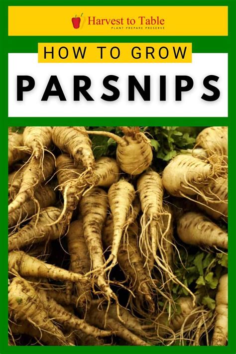 How To Grow Parsnips In 2024 Growing Parsnips Parsnips Growing Organic Vegetables