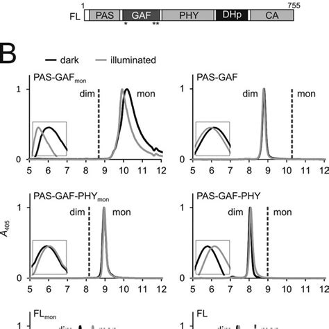 Absorption Spectra Of The Phytochrome Constructs The Left And Middle