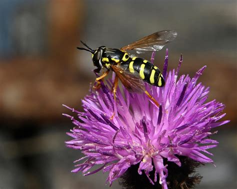 Wasp Vs Hoverfly Whats The Difference Pest Defence