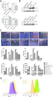 Menscs Derived Exosomes Inhibition Of Tumor Angiogenesis Is Cancer Download Scientific Diagram