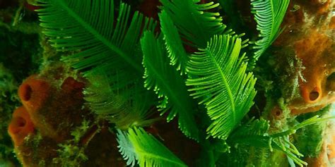 The Underappreciated Green Macroalgae Part 2 Caribbean Compass