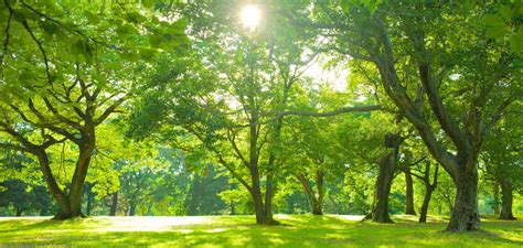 11 Plants To Put Under Your Aspen Tree How To Plant Them Tree Journey