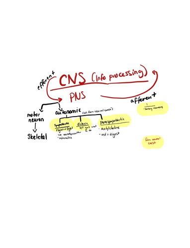 Neural Crest Flashcards Quizlet