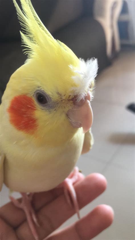 He Fancy Rcockatiel