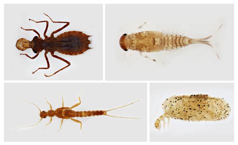 Un Investigador De La Ule Revela Las Claves De La Evoluci N De Los Insectos Que Viven Bajo El