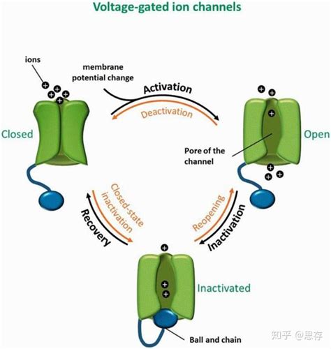电压门控离子通道抗体 集锦”知多少 知乎