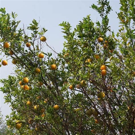 Orgharvest Fsod Roow Object Detection Dataset By Roboflow100vl Fsod