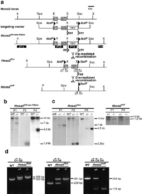 targeting strategy for conditional inactivation of hoxa2 a