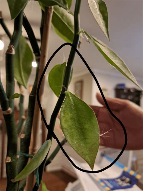 Is This A Bug On My Devils Backbone R Houseplants