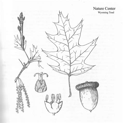 Nature Center Wyoming Toad