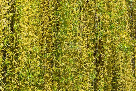 春天挂柳枝高清图片下载 正版图片504356082 摄图网