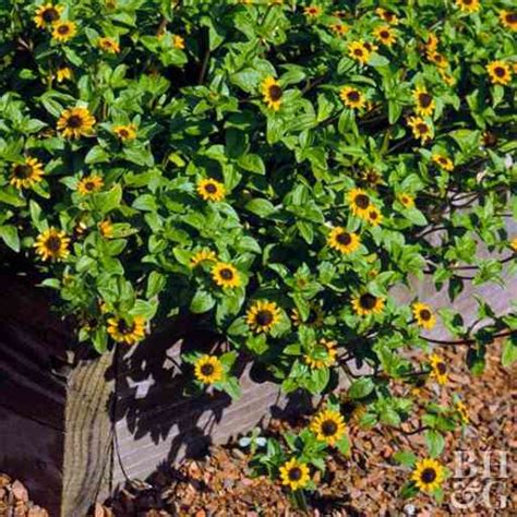 Sun Loving Sanvitalia The Perfect Plant For Bright Spaces Riveal