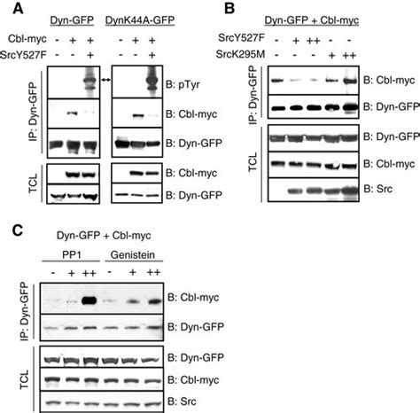 Dynamin Forms A Src Kinasesensitive Complex With Cbl And Regulates Podosomes And Osteoclast