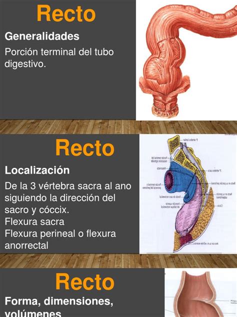 Recto y Ano | PDF | Pelvis | Recto